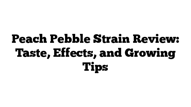 Peach Pebbles Strain Review: Taste, Effects, and Growing Tips – 420 Big Bud