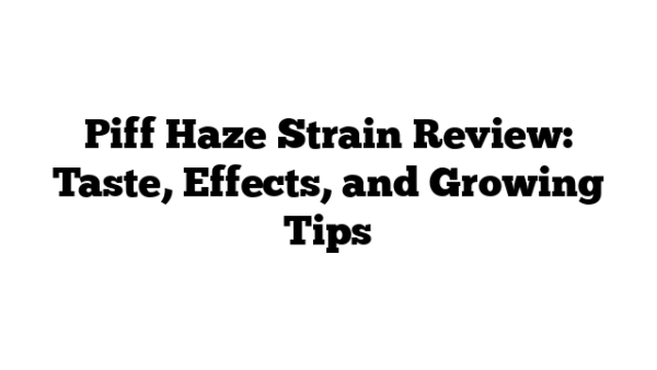 Piff Haze Strain Review: Taste, Effects, and Growing Tips – 420BB ...