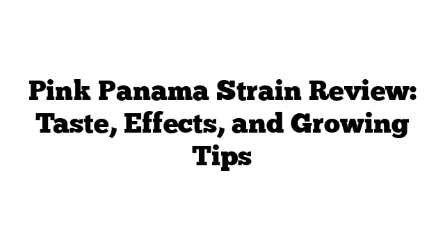 Pink Panama Strain Review: Taste, Effects, and Growing Tips – 420 Big Bud