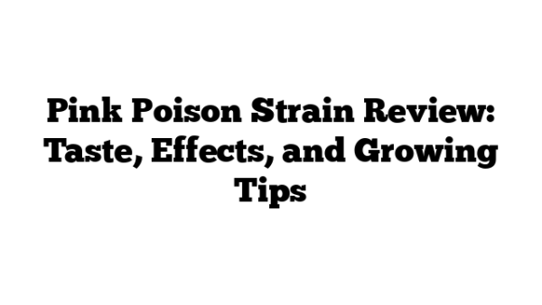 Pink Poison Strain Review: Taste, Effects, and Growing Tips – 420 Big Bud