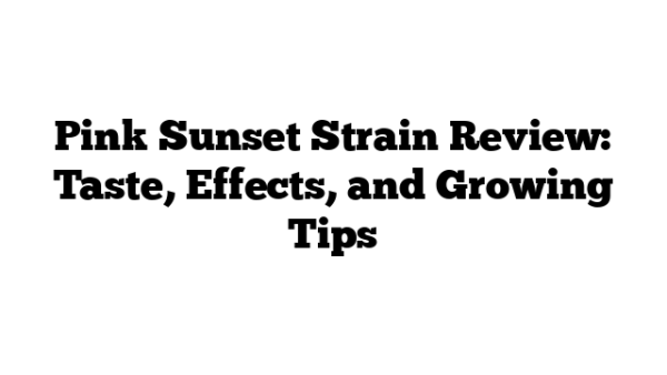 Pink Sunset Strain Review: Taste, Effects, and Growing Tips – 420 Big Bud