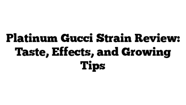 Platinum Gucci Strain Review: Taste, Effects, and Growing Tips – 420BB ...