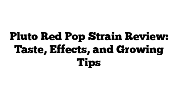 Pluto Red Pop Strain Review: Taste, Effects, and Growing Tips – 420 Big Bud