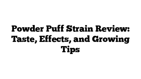 Powder Puff Strain Review: Taste, Effects, and Growing Tips – 420 Big Bud