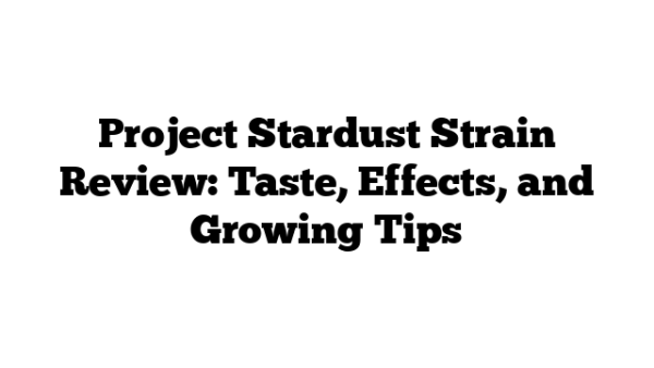 Project Stardust Strain Review: Taste, Effects, and Growing Tips – 420 ...