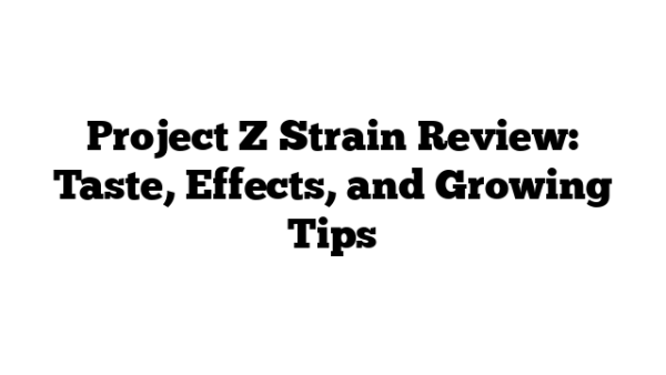 Project Z Strain Review: Taste, Effects, and Growing Tips – 420 Big Bud