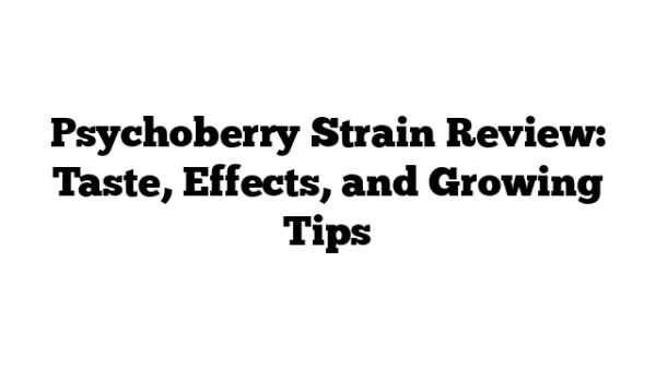 Psychoberry Strain Review: Taste, Effects, and Growing Tips – 420 Big Bud
