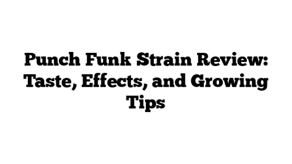 Punch Funk Strain Review: Taste, Effects, and Growing Tips – 420 Big Bud