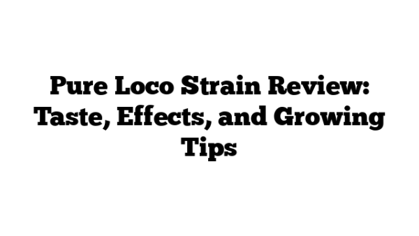 Pure Loco Strain Review: Taste, Effects, and Growing Tips – 420 Big Bud