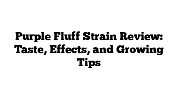 Purple Fluff Strain Review: Taste, Effects, and Growing Tips – 420 Big Bud