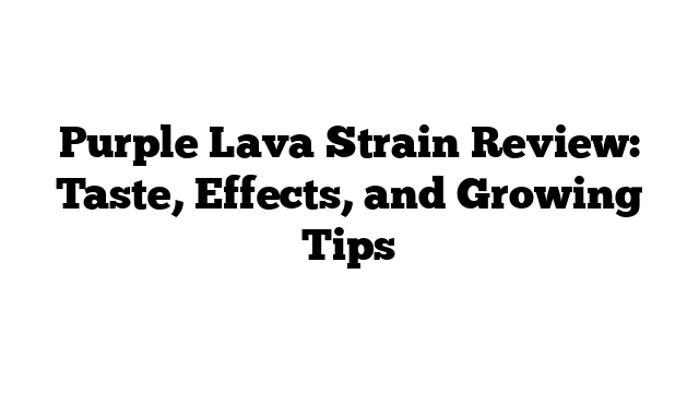 Purple Lava Strain Review: Taste, Effects, and Growing Tips – 420 Big Bud