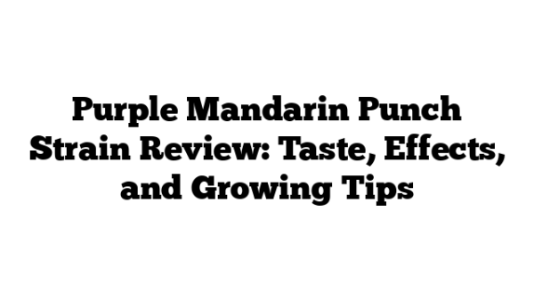 Purple Mandarin Punch Strain Review: Taste, Effects, and Growing Tips ...