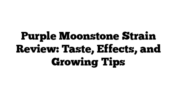 Purple Moonstone Strain Review: Taste, Effects, and Growing Tips ...