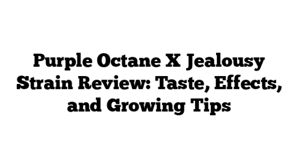 Purple Octane X Jealousy Strain Review: Taste, Effects, and Growing ...
