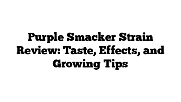 Purple Smacker Strain Review: Taste, Effects, and Growing Tips – 420 ...