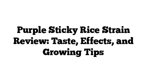 Purple Sticky Rice Strain Review: Taste, Effects, and Growing Tips ...