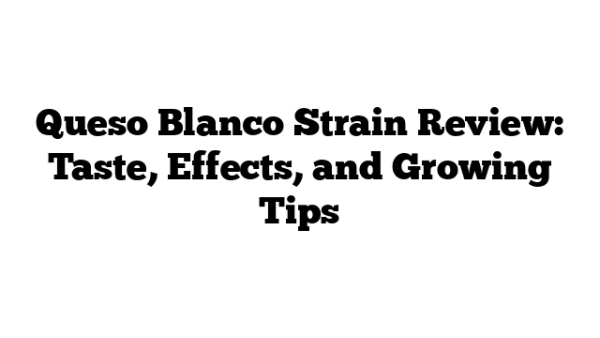 Queso Blanco Strain Review: Taste, Effects, and Growing Tips – 420 Big Bud