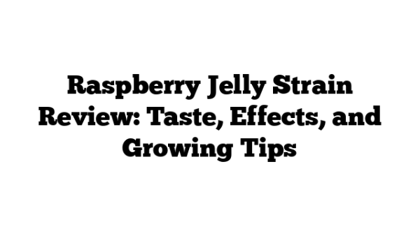 Raspberry Jelly Strain Review: Taste, Effects, and Growing Tips – 420BB ...