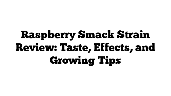 Raspberry Smack Strain Review: Taste, Effects, and Growing Tips – 420 ...