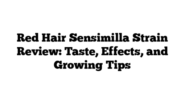 Red Hair Sensimilla Strain: A Comprehensive Review – 420BB: Premium ...