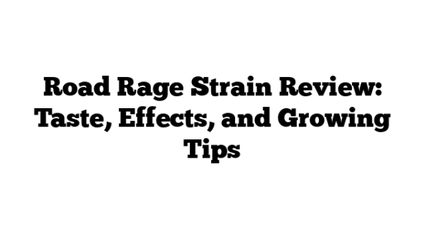 Road Rage Strain Review: Taste, Effects, and Growing Tips – 420 Big Bud