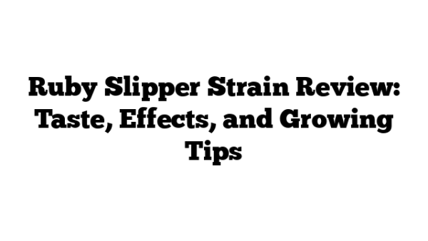 Ruby Slipper Strain Review: Taste, Effects, and Growing Tips – 420 Big Bud