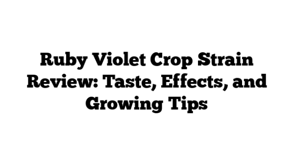 Ruby Violet Crop Strain Review: Taste, Effects, and Growing Tips ...