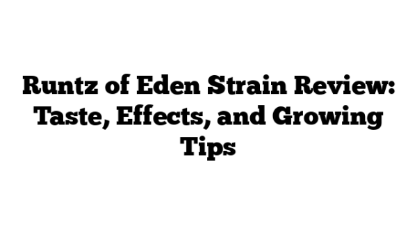 Runtz of Eden Strain Review: Taste, Effects, and Growing Tips – 420 Big Bud