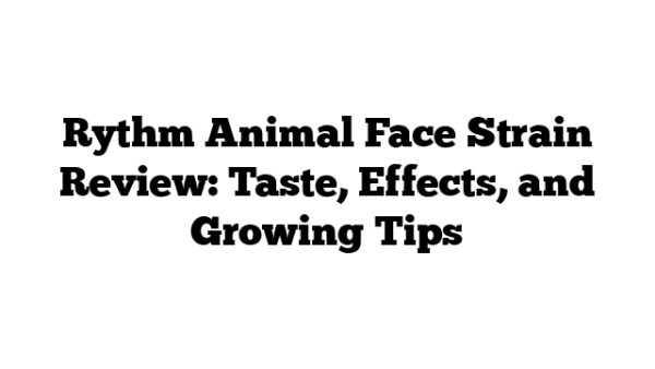 Rhythm Animal Face Strain Review: Taste, Effects, and Growing Tips ...