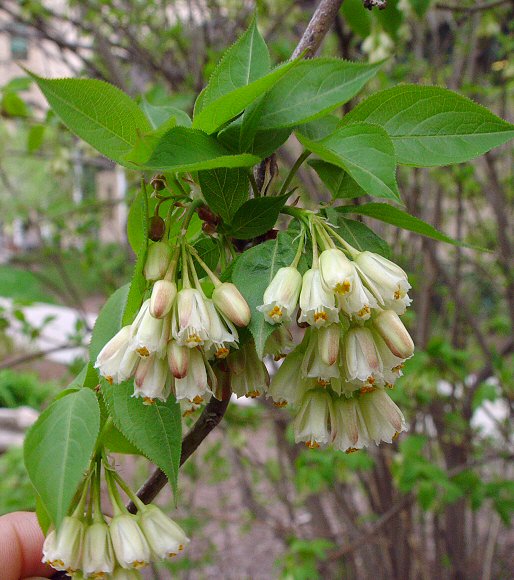 Staphylea trifolia Plant Identification (Flower, Leaf, Care, Uses ...