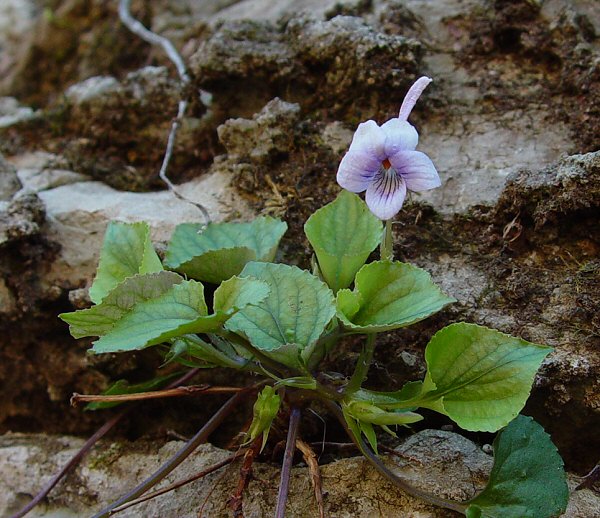 Viola rostrata Plant Identification (Flower, Leaf, Care, Uses) – 420 ...