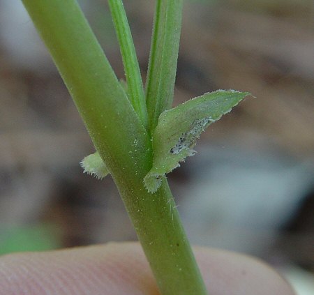 Viola tripartita Plant Identification (Flower, Leaf, Care, Uses) – 420 ...