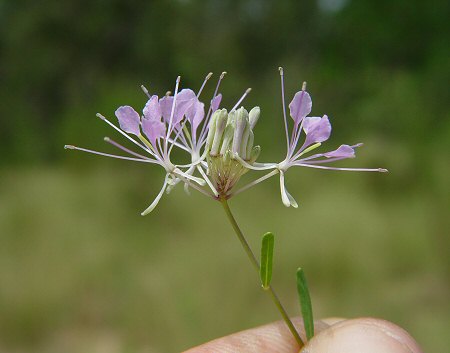 Warea cuneifolia Plant Identification (Flower, Leaf, Care, Uses) – 420 ...