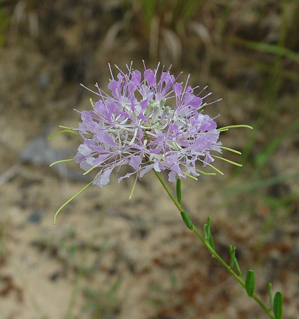 Warea cuneifolia Plant Identification (Flower, Leaf, Care, Uses) – 420 ...