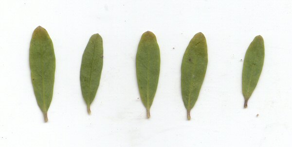 Warea cuneifolia Plant Identification (Flower, Leaf, Care, Uses) – 420 ...