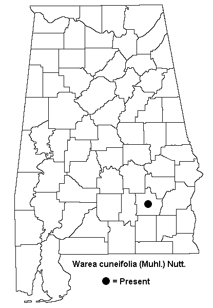 Warea cuneifolia Plant Identification (Flower, Leaf, Care, Uses) – 420 ...