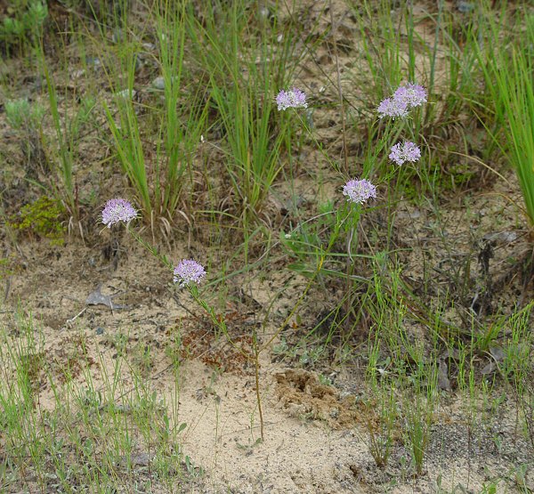 Warea cuneifolia Plant Identification (Flower, Leaf, Care, Uses) – 420 ...