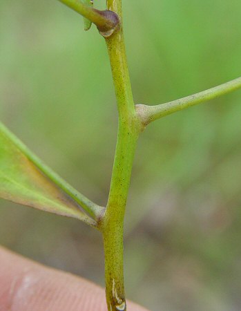Warea cuneifolia Plant Identification (Flower, Leaf, Care, Uses) – 420 ...