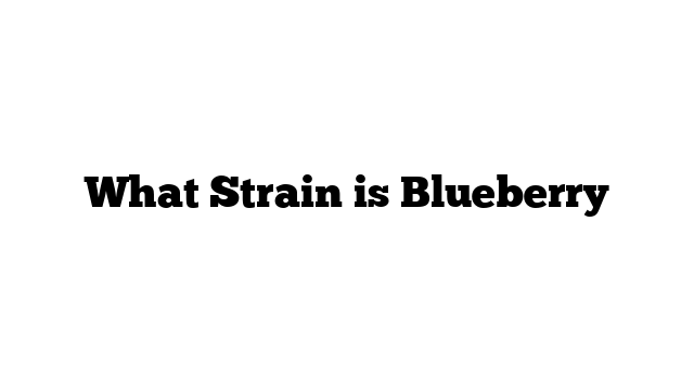 What Strain is Blueberry? – 420 Big Bud
