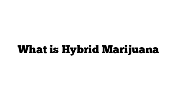 What Is Hybrid Marijuana? – 420 Big Bud