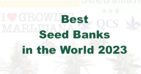 2023 Discover the Best Seed Banks For Indoor Feminized Seeds And ...