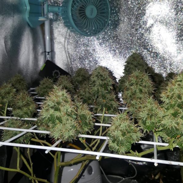 DIY Grow Tent – How to build your own Grow Box – 420BB: Premium Pipes ...